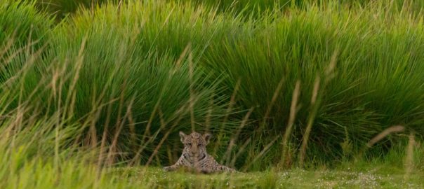 Steve Hendricks, THE OLDEST CURE IN THE WORLD & Millie Kerr, WILDER ...