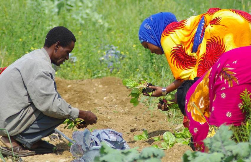 Audrea Lim, FREE THE LAND & Carleen Madigan, THE BACKYARD HOMESTEAD ...