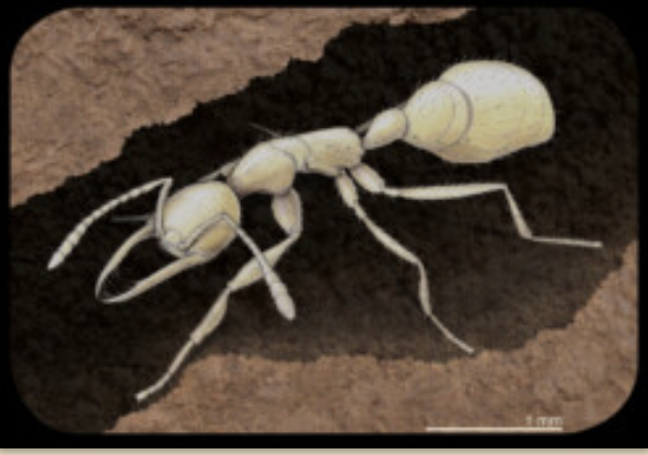 How Insects Shape Our Culture & Stewarding Wildness | Writer's Voice